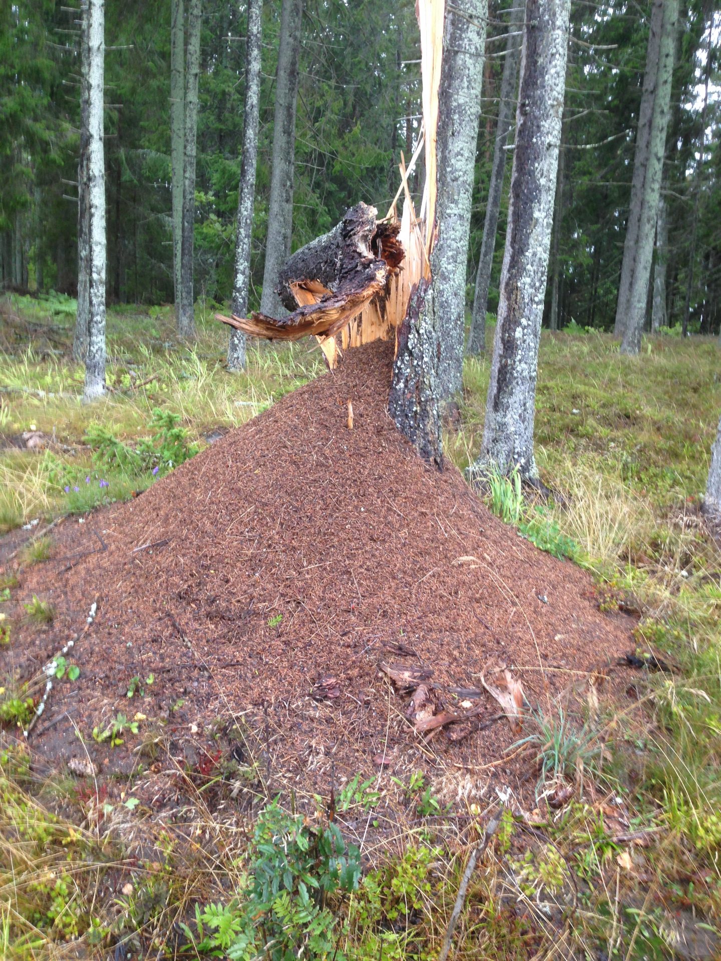 Svartsö och Möja, reseblogg, kända och okända pärlor - Pärlfiskaren